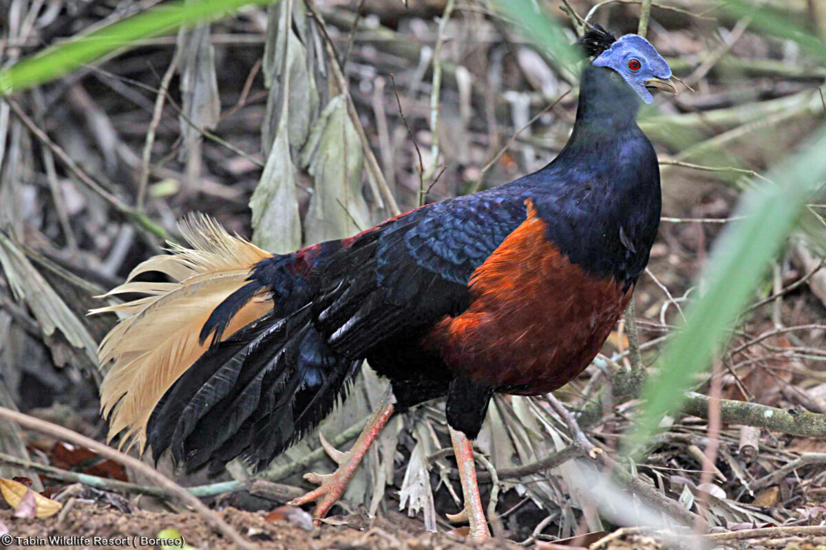 4D3N Birding @ Tabin – Tabin Wildlife