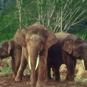 Tabin Wildlife Resort – Borneo Safari Experience