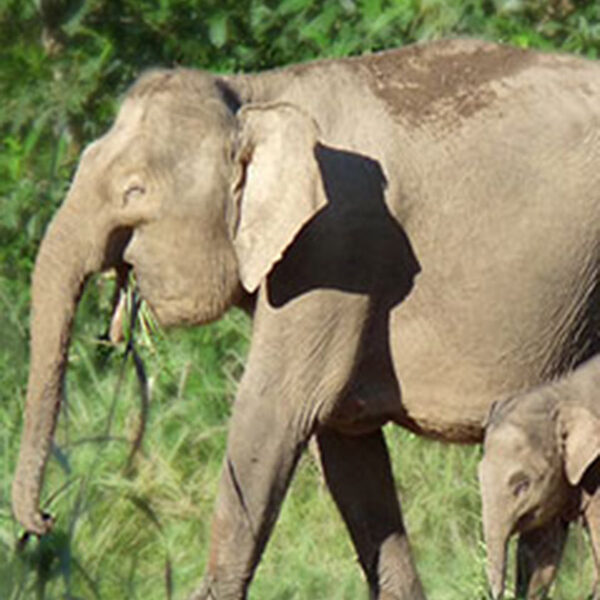 Tabin Wildlife Resort – Borneo Safari Experience